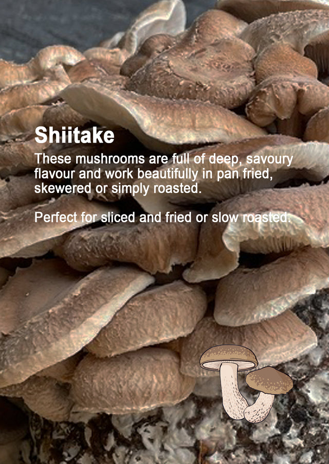 Mushroom Growing Kits & Workshops | Caley Brothers